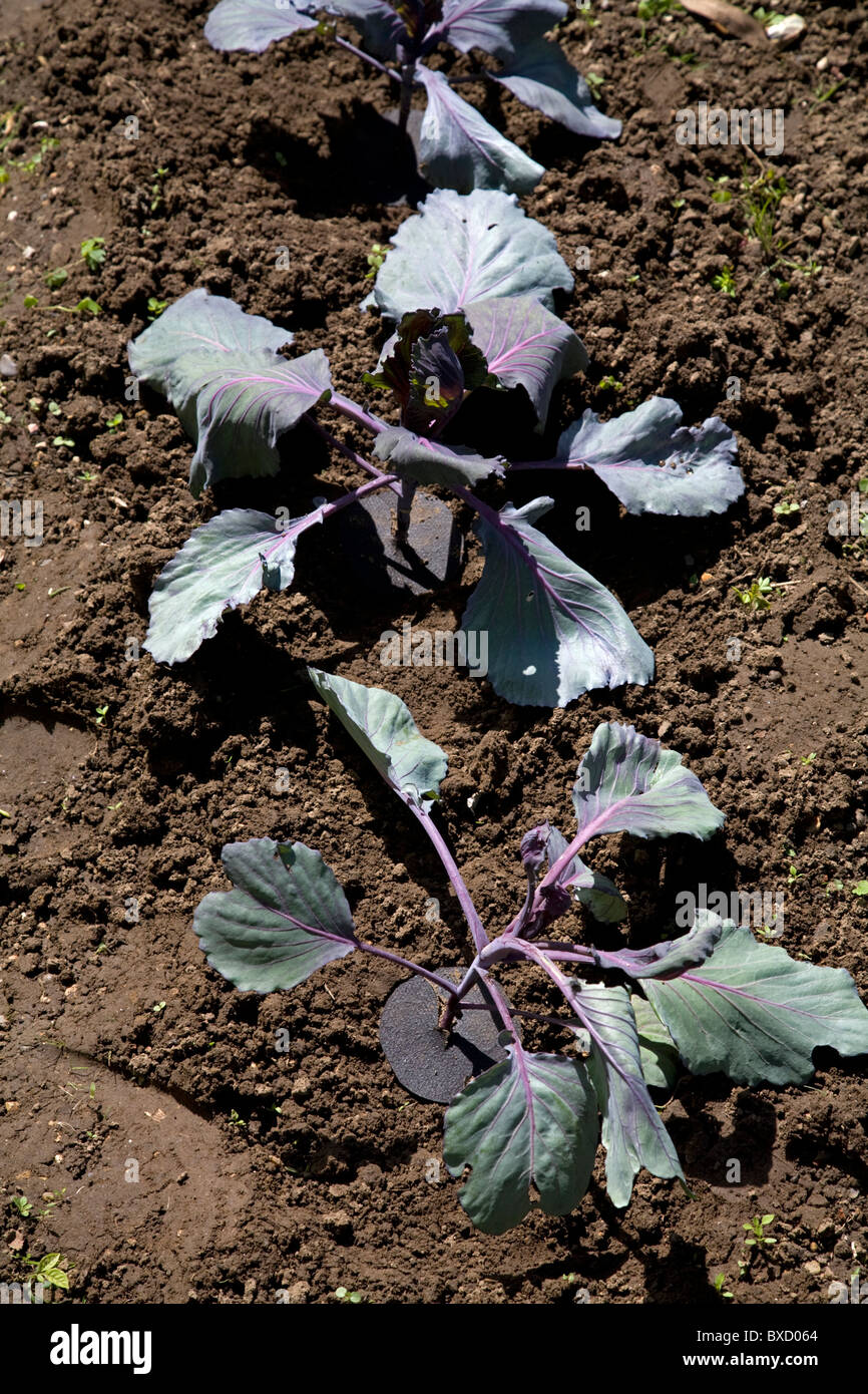 Le chou rouge dans les semis croissant surrey angleterre jardin Photo ...