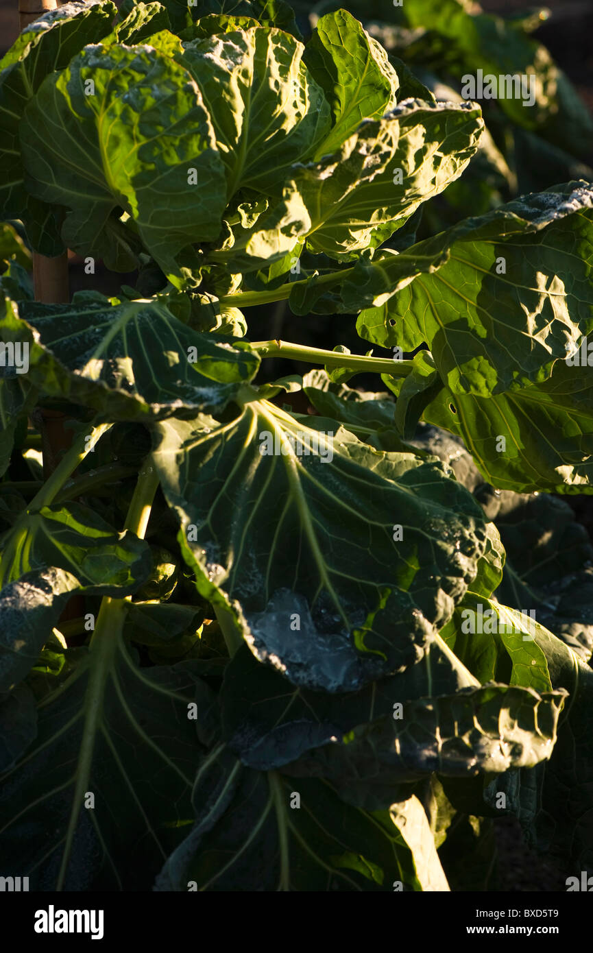 Bruxelles choux de bruxelles choux potager Banque de photographies et d ...