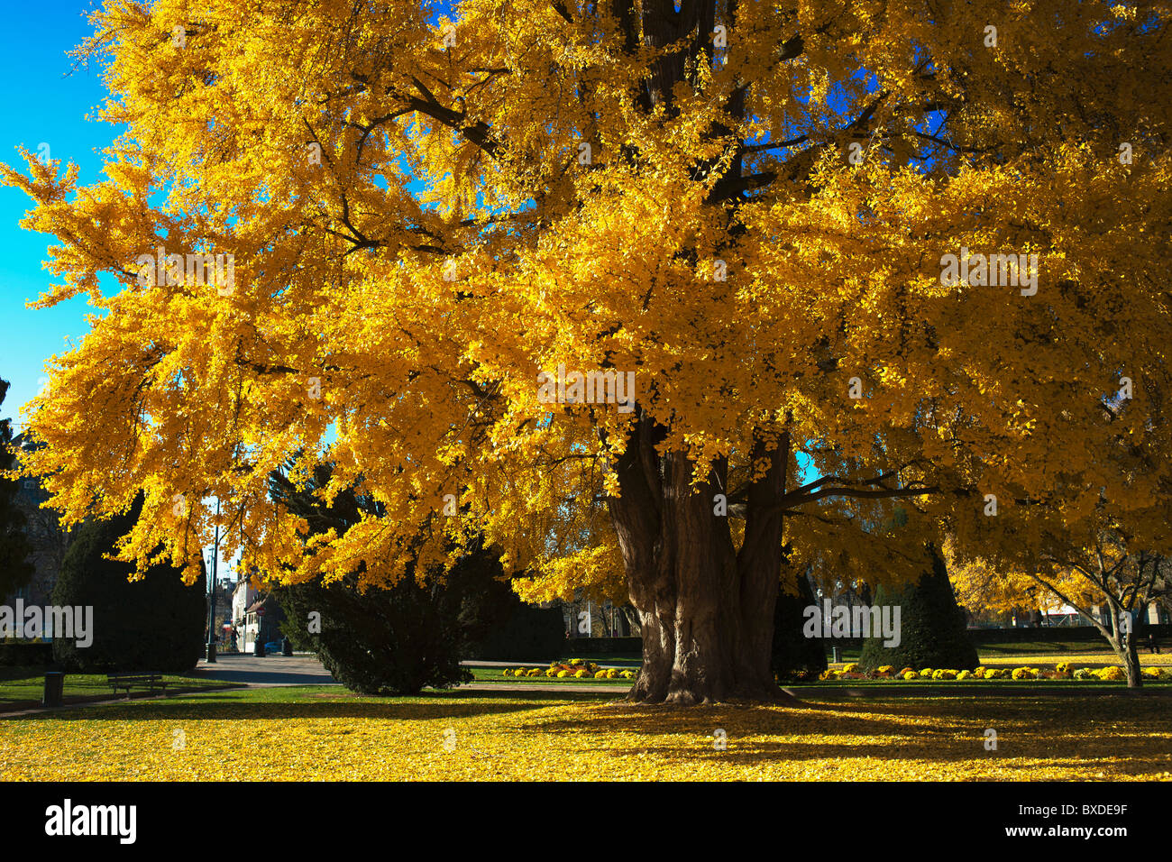 Arbre ginkgo biloba strasbourg Banque de photographies et d’images à ...