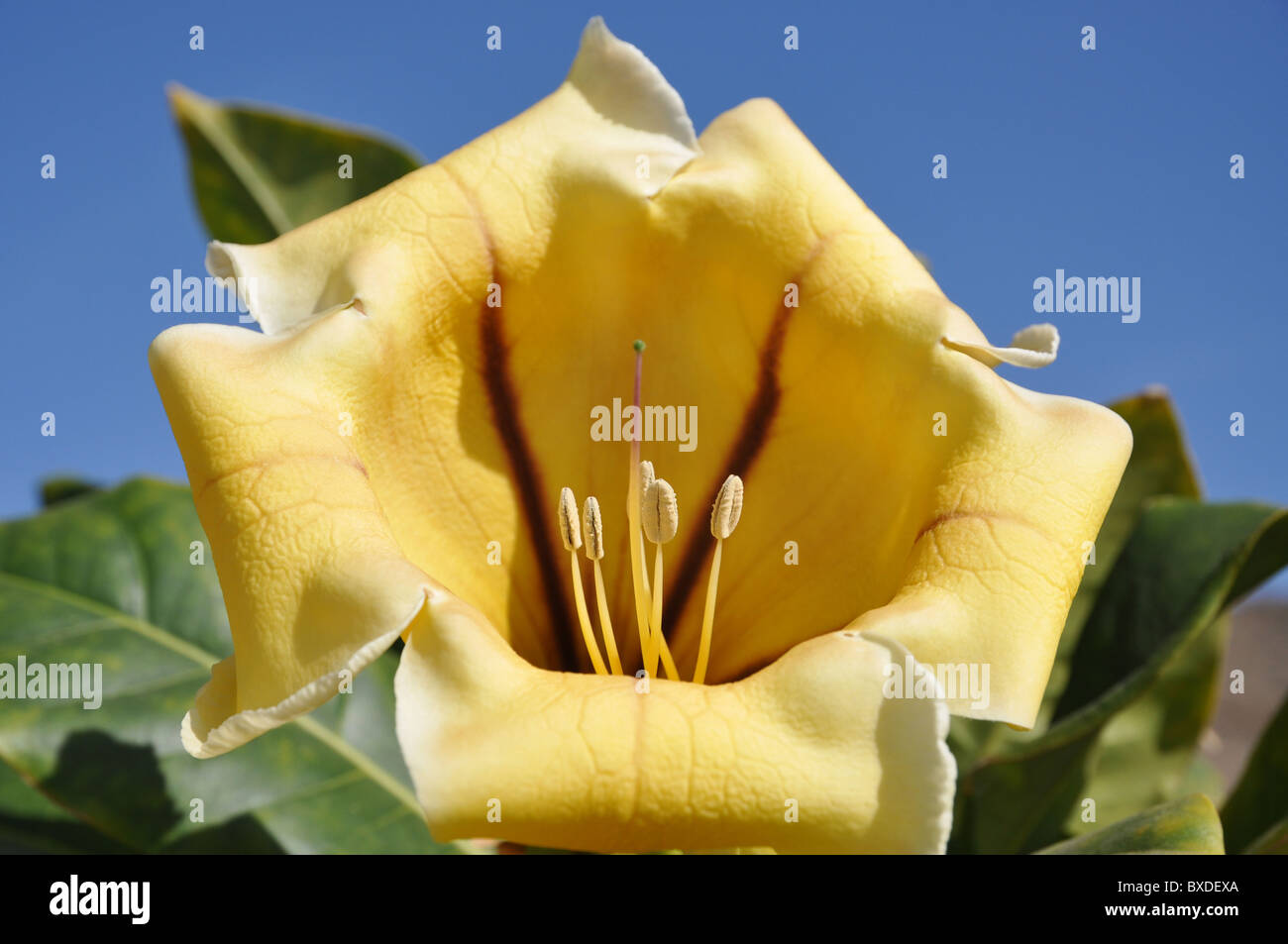 Fleurs en forme de calice Banque de photographies et d’images à haute ...