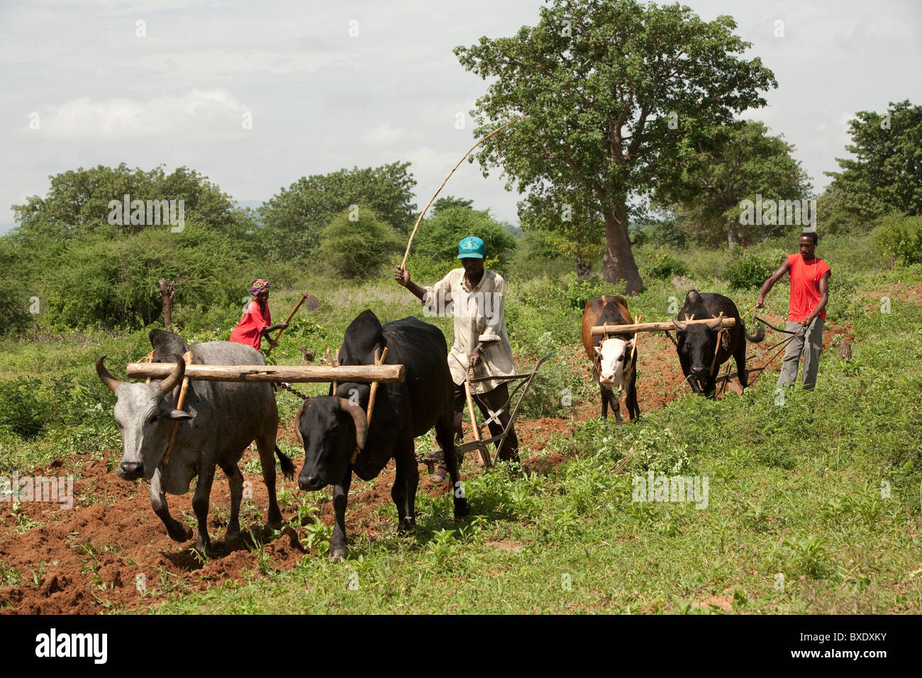 Labourer avec des bœufs Banque de photographies et d’images à haute ...