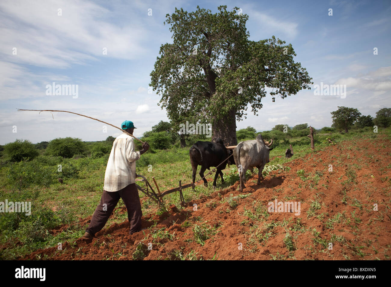 Champ de labour avec des bœufs Banque de photographies et d’images à ...