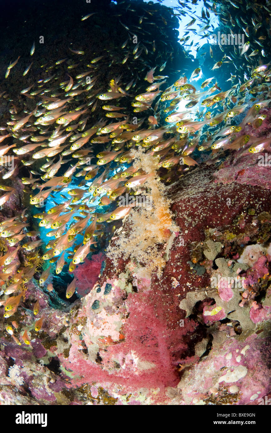 L'École de poissons de verre, Ras Zatar, Ras Mohammed, Sinaï, Egypte, Mer Rouge Photo Stock - Alamy