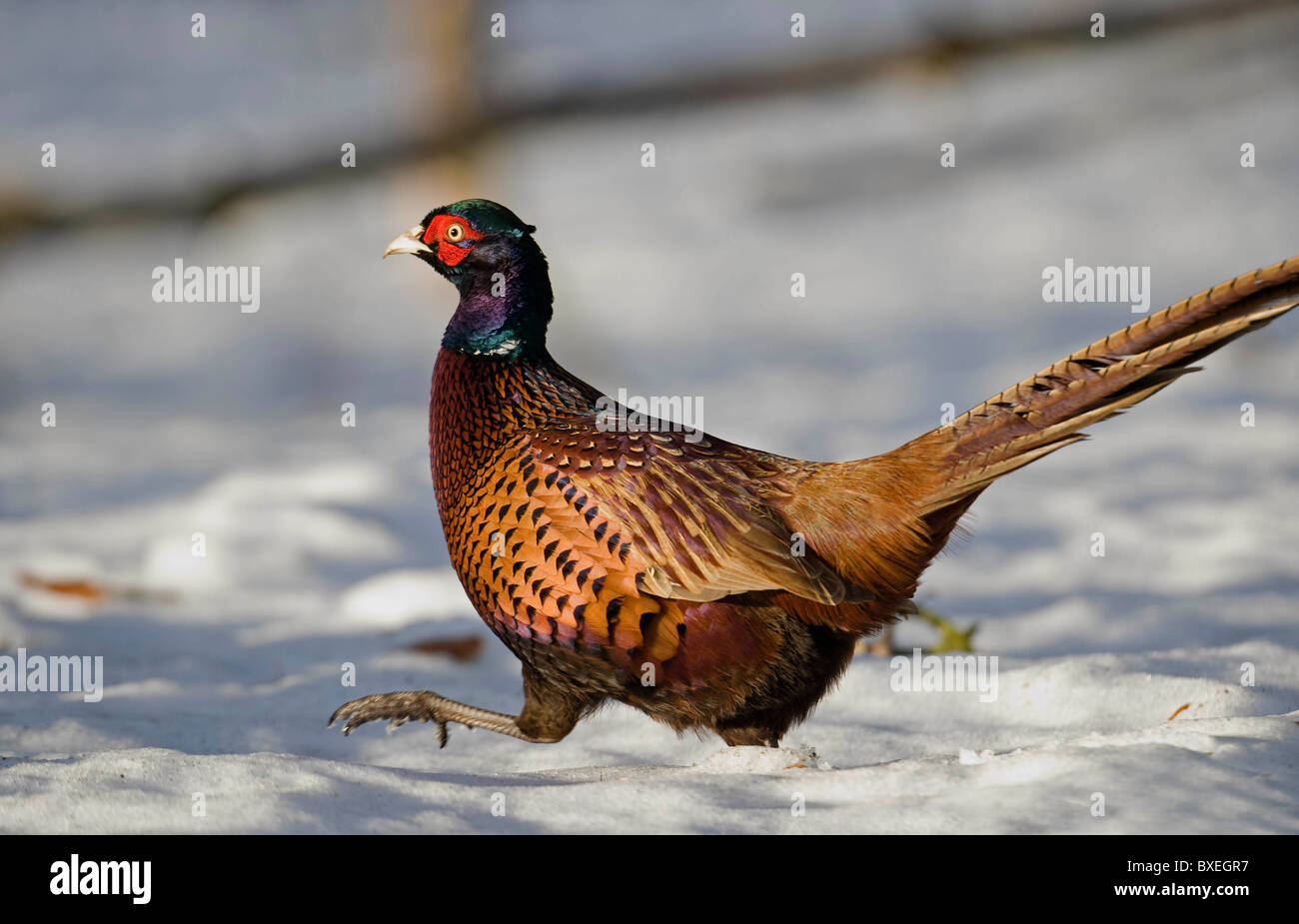 Faisan Commun Banque d'image et photos - Alamy