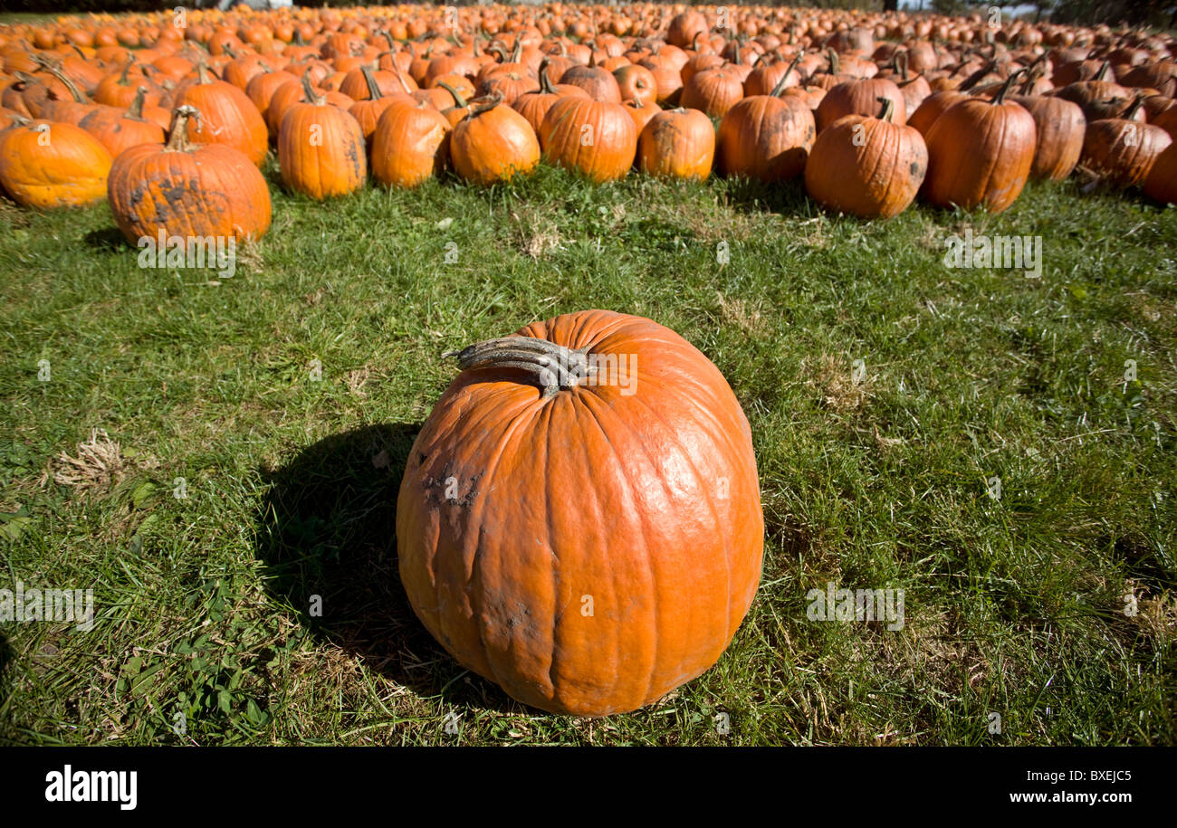 Champ de citrouille Banque de photographies et d’images à haute ...