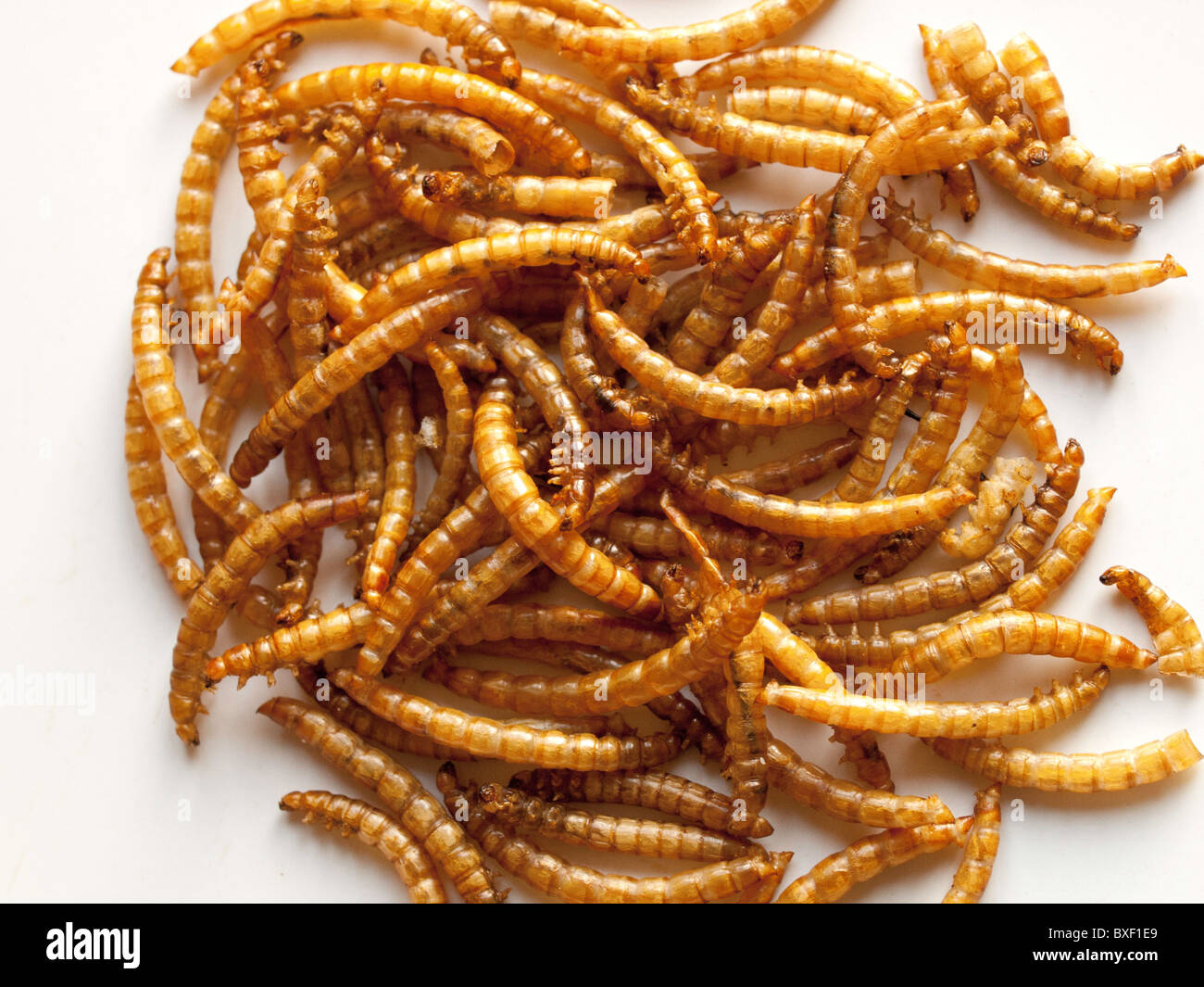 Larve de ver de farine Banque de photographies et d’images à haute ...