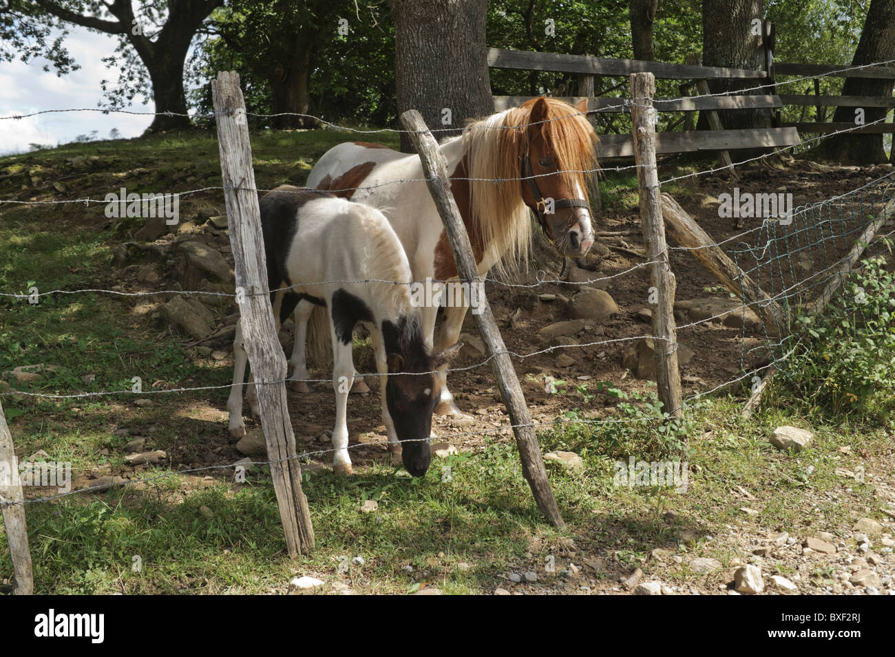 Pottok horse Banque de photographies et d’images à haute résolution - Alamy