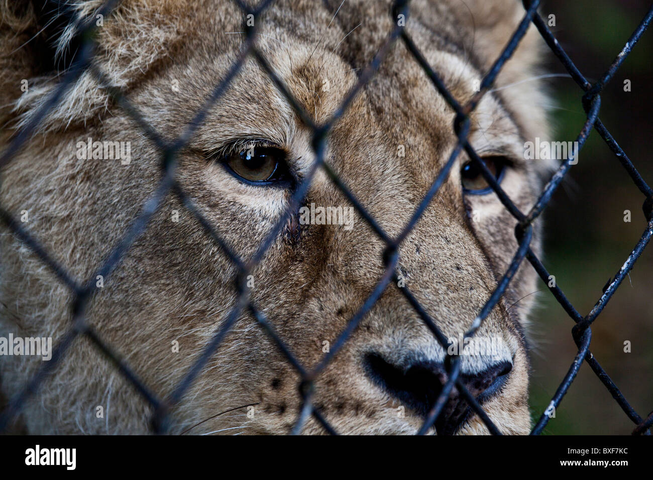 Lion en cage Banque de photographies et d’images à haute résolution - Alamy