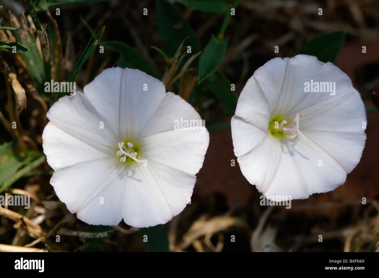 Fleurs de liseron Banque de photographies et d’images à haute ...