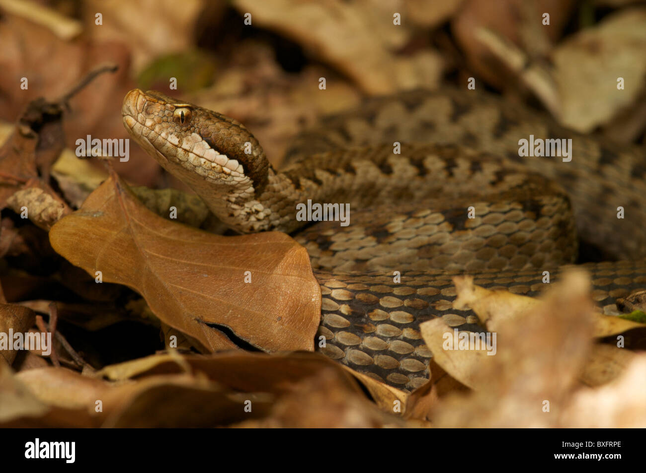 Aspic viper Banque de photographies et d’images à haute résolution - Alamy