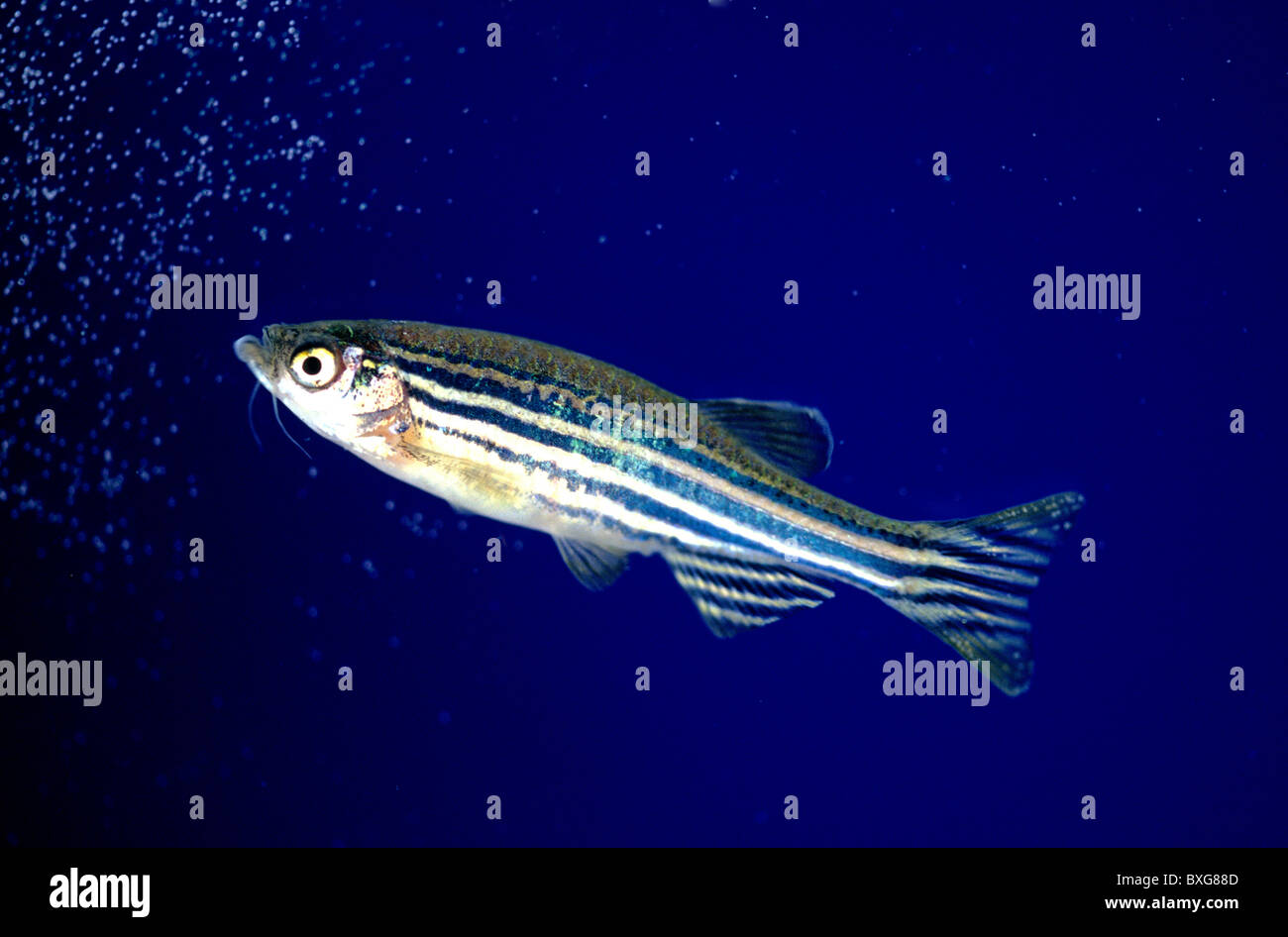 Zebrafish laboratoire Banque de photographies et d’images à haute ...
