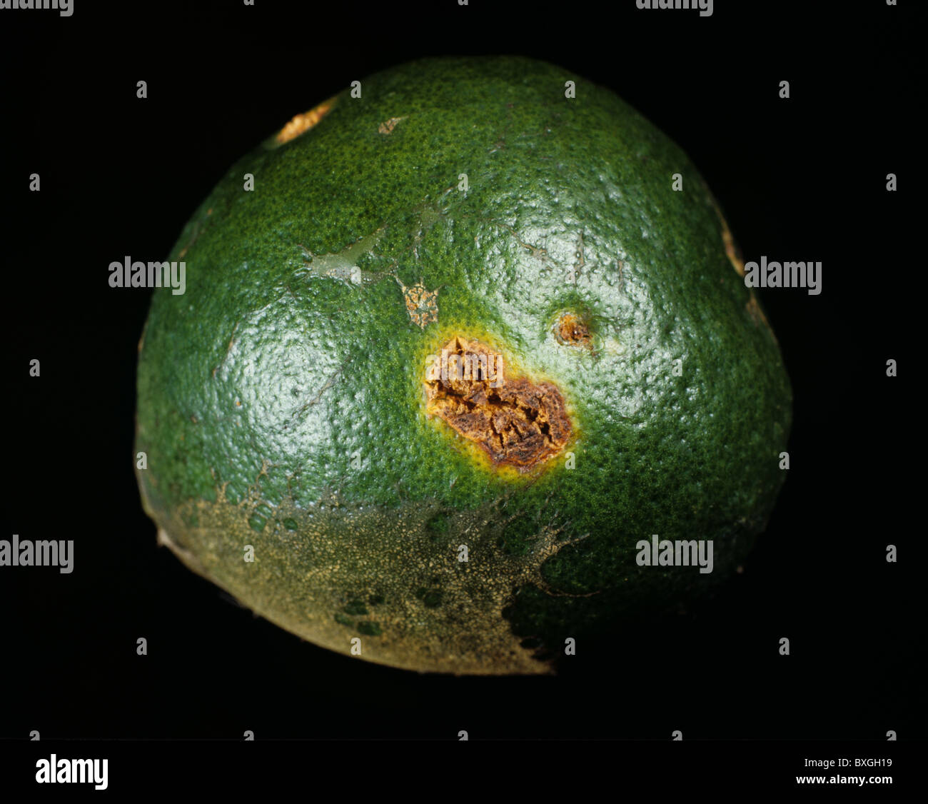 Nécrose cutanée Banque de photographies et d’images à haute résolution ...