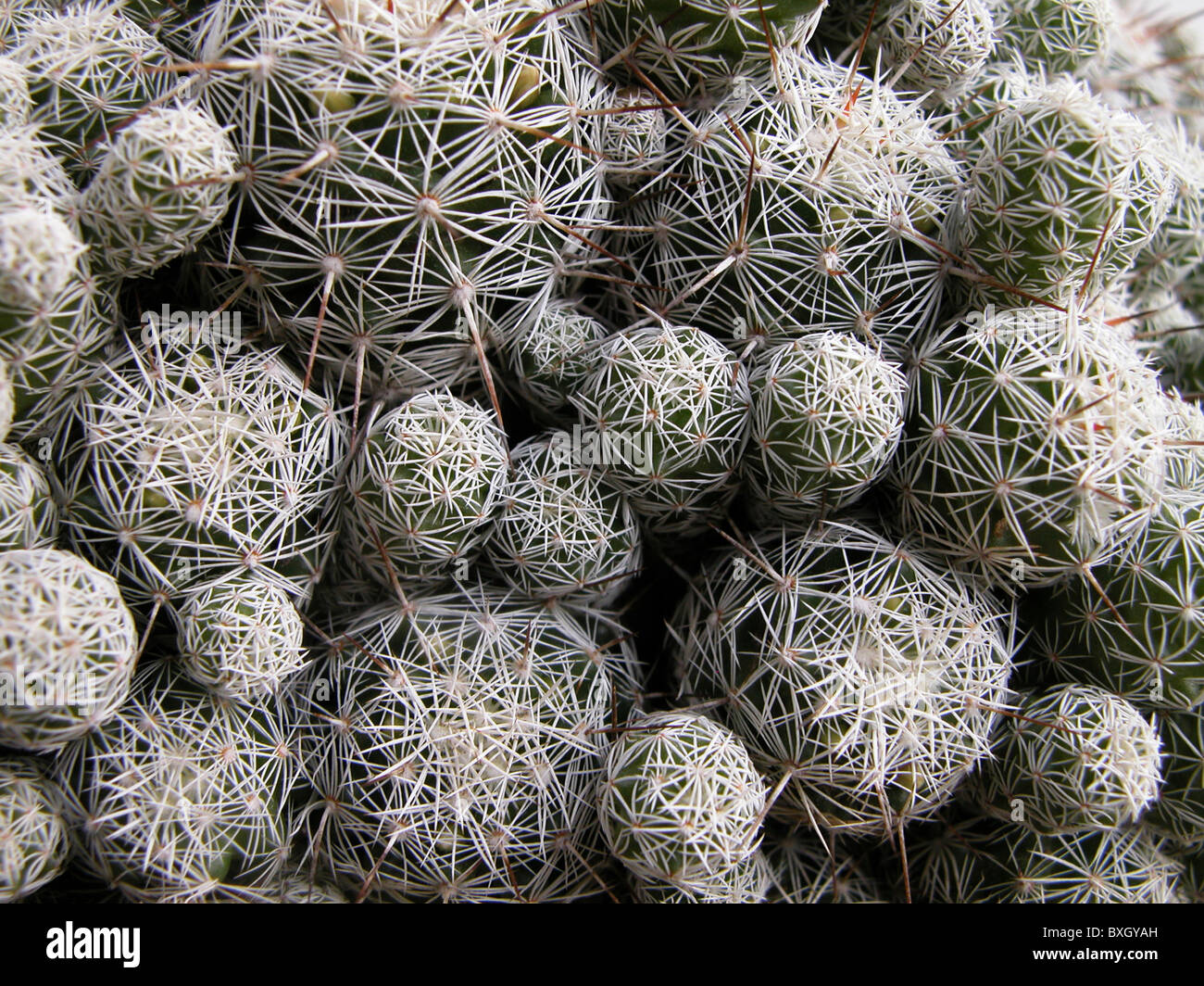 Piquants piquants piquants Banque de photographies et d’images à haute ...