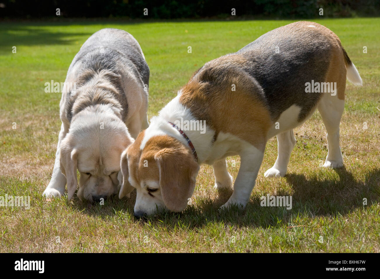 Beagles de chasse Banque de photographies et d’images à haute ...