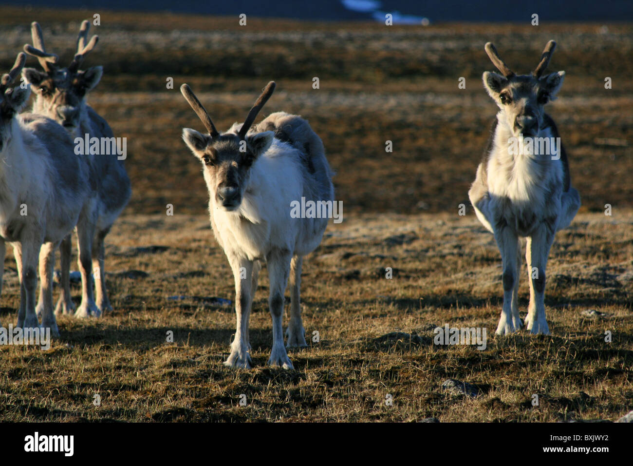 Dans la toundra avec les rennes Banque de photographies et d’images à ...