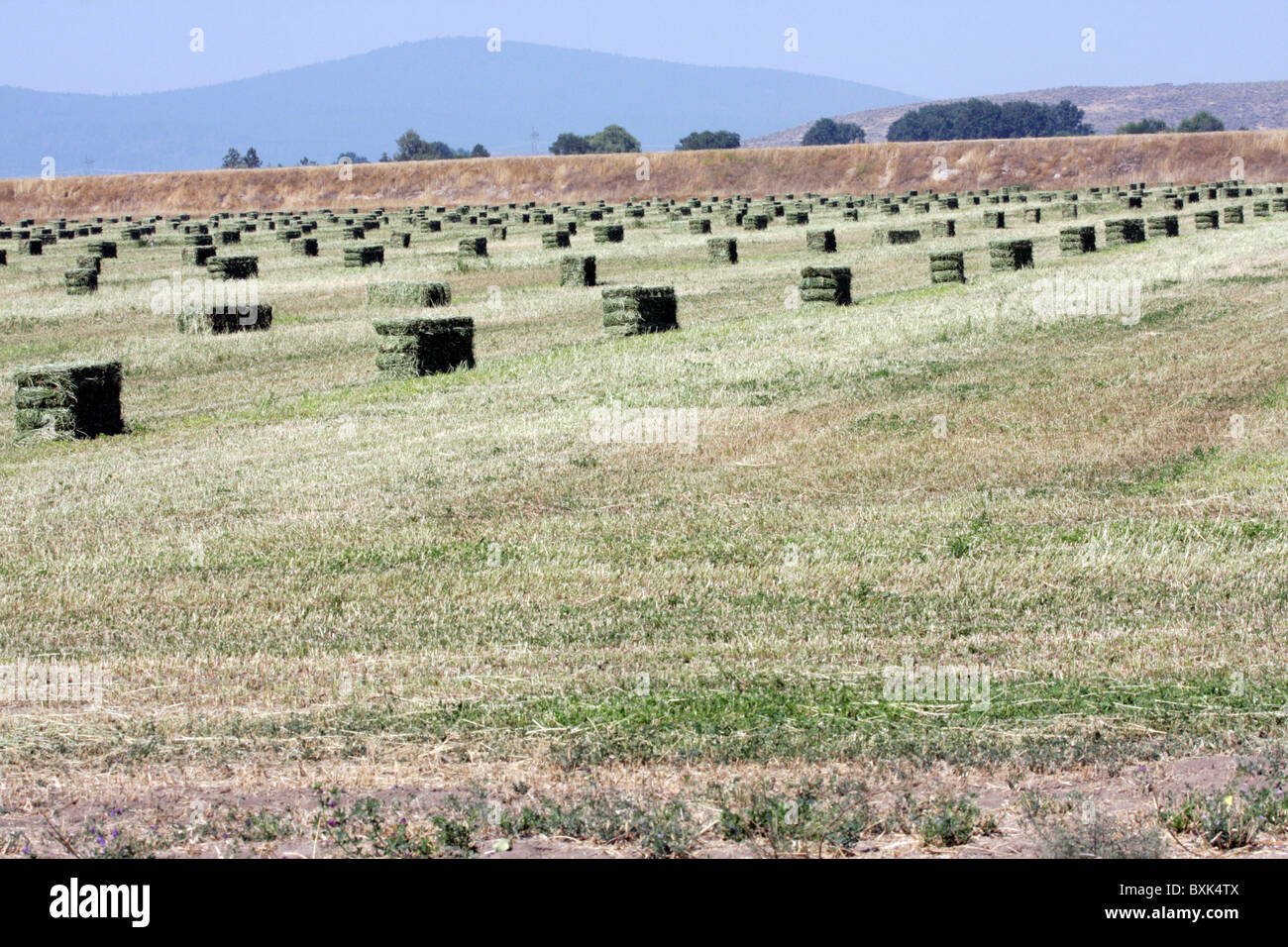 Ballots de foin Banque de photographies et d’images à haute résolution ...