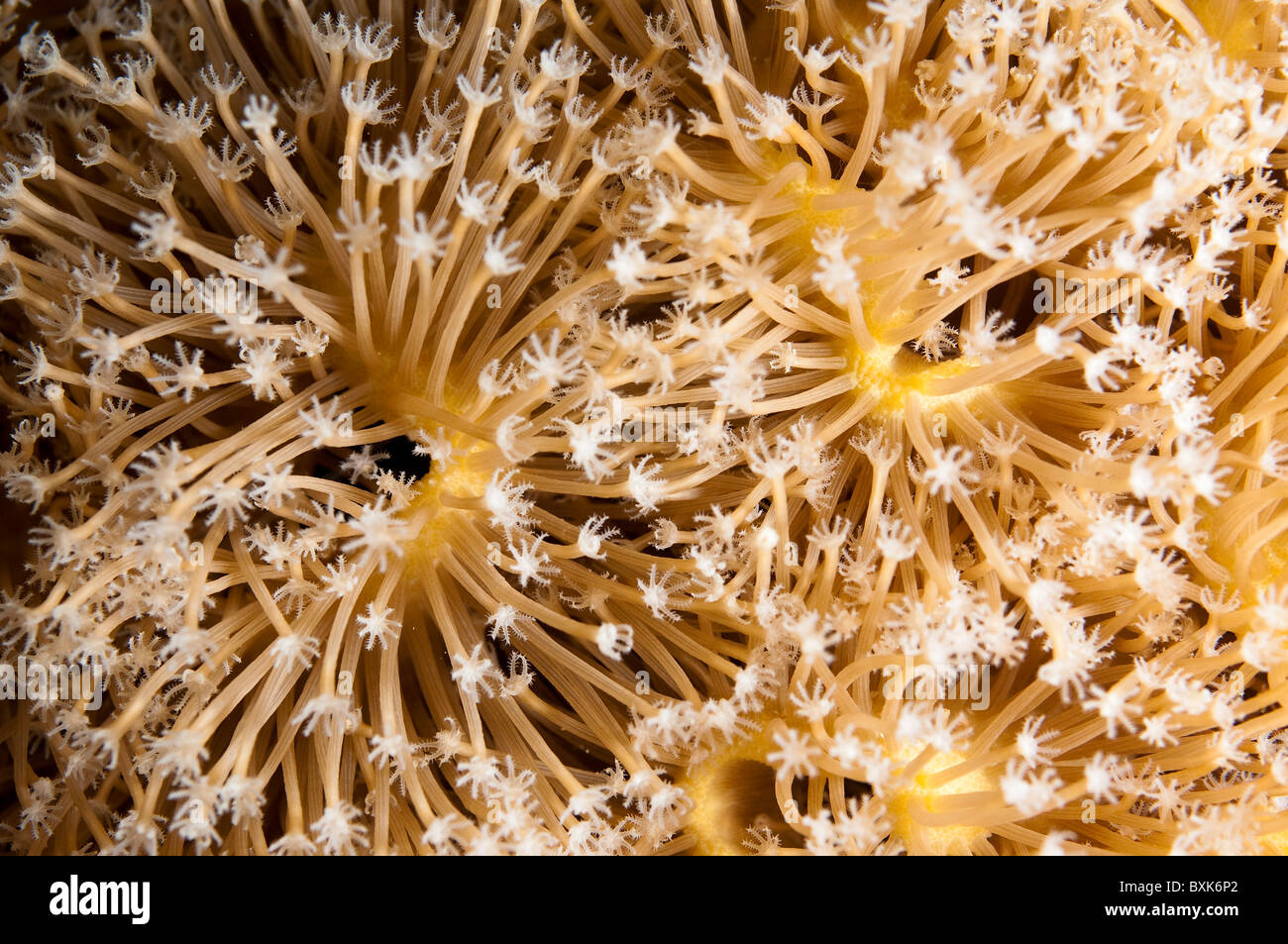 Polype corallien Parc National Ras Mohammed, Mer Rouge, Sinaï, Égypte ...