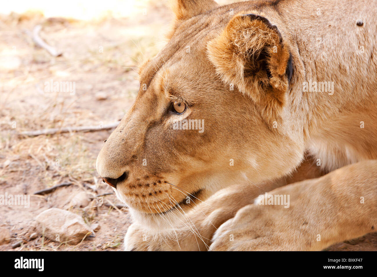 Lion lionne Banque de photographies et d’images à haute résolution - Alamy