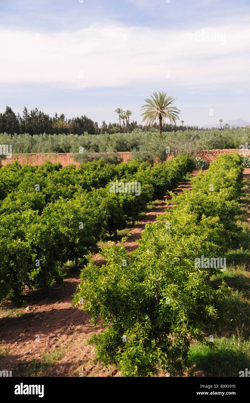 Vergers d'orangers Banque de photographies et d’images à haute ...