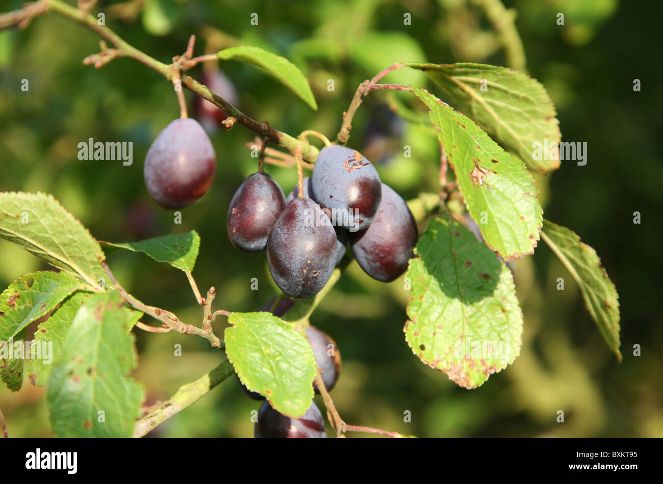 Plum prunus domestica tree fruits Banque de photographies et d’images à ...