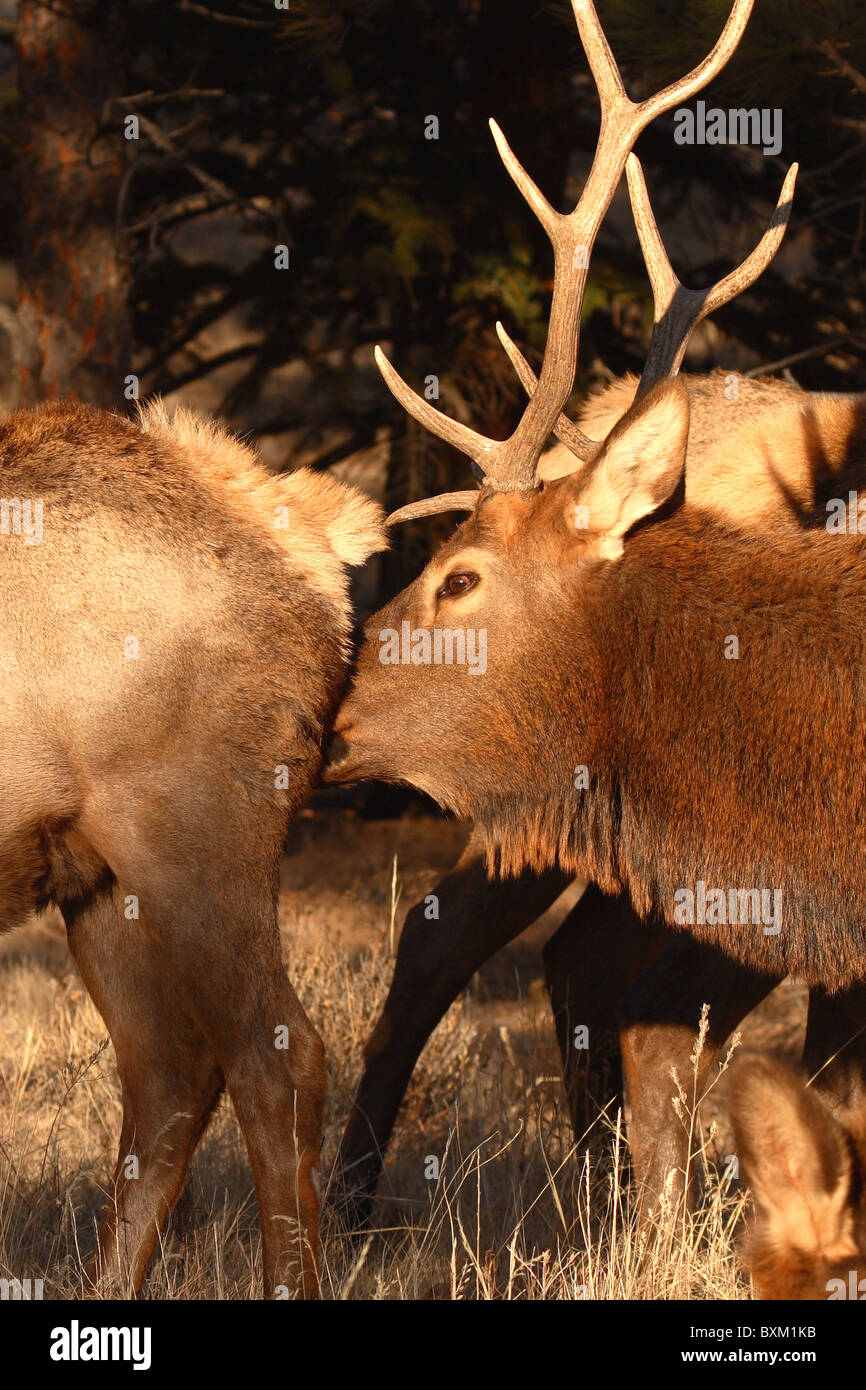 Vache accouplement avec taureau Banque de photographies et d’images à haute résolution - Alamy