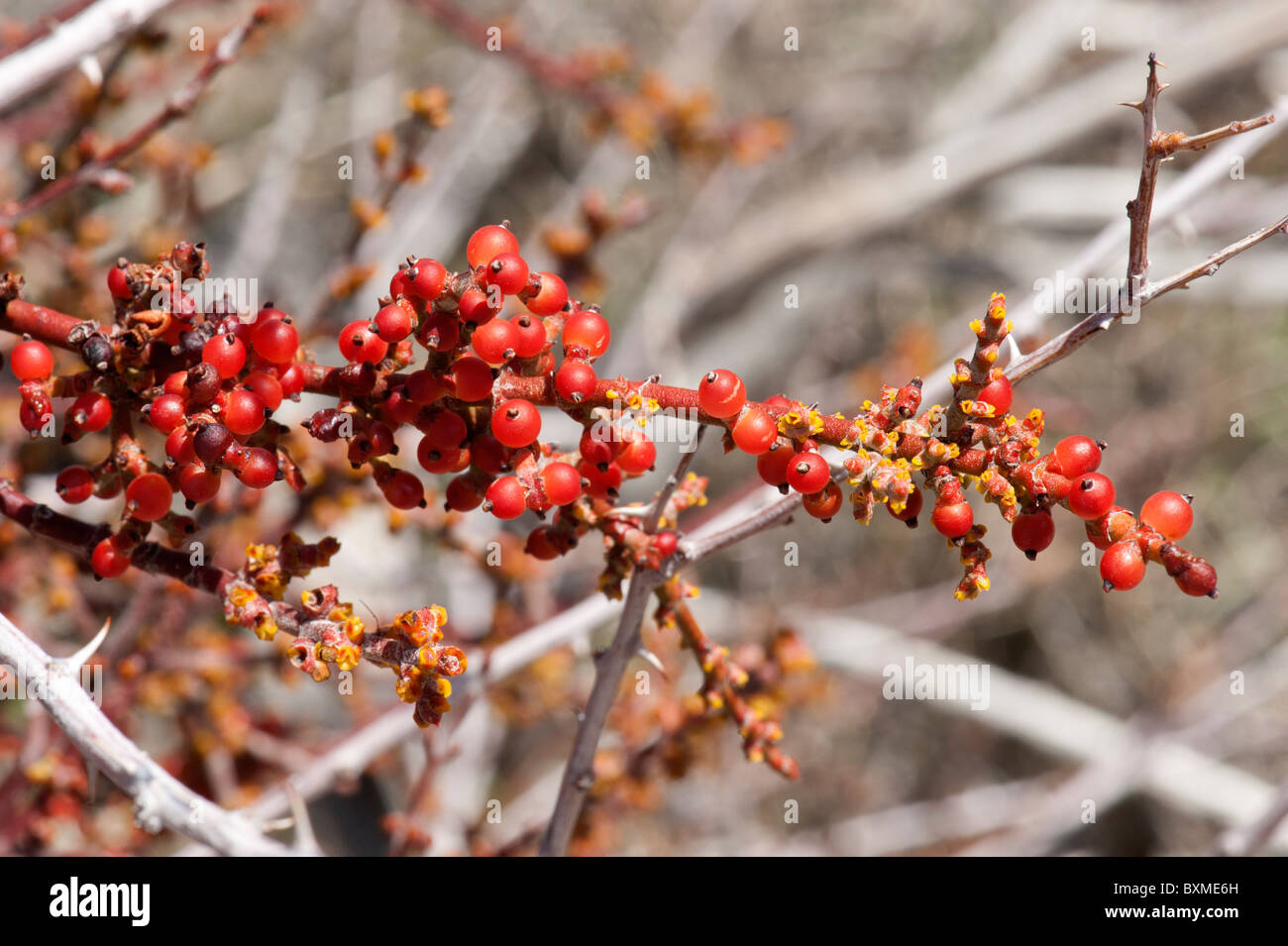Le gui du désert, un parasite connu dans le Mojave Photo Stock - Alamy