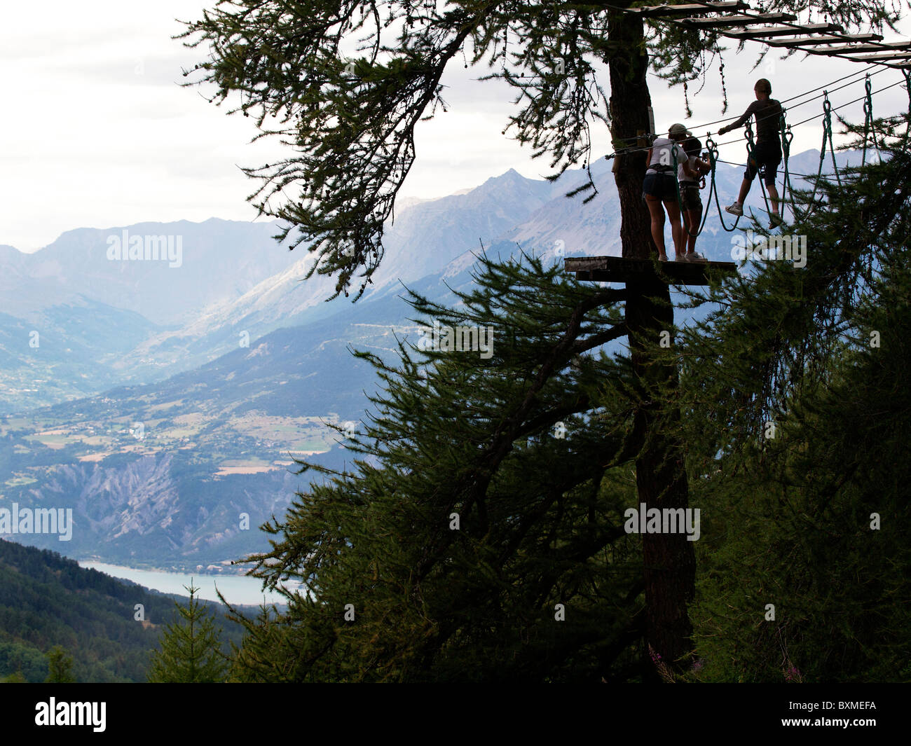 Voir dans la cime des arbres Banque de photographies et d’images à ...
