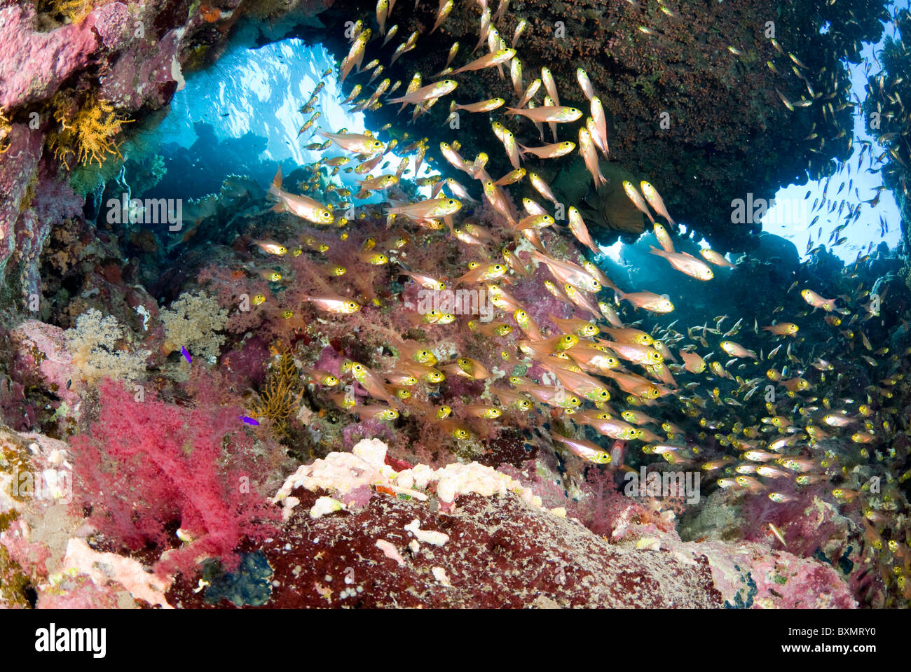 L'École de poissons de verre, Ras Zatar, Ras Mohammed, Sinaï, Egypte, Mer Rouge Photo Stock - Alamy