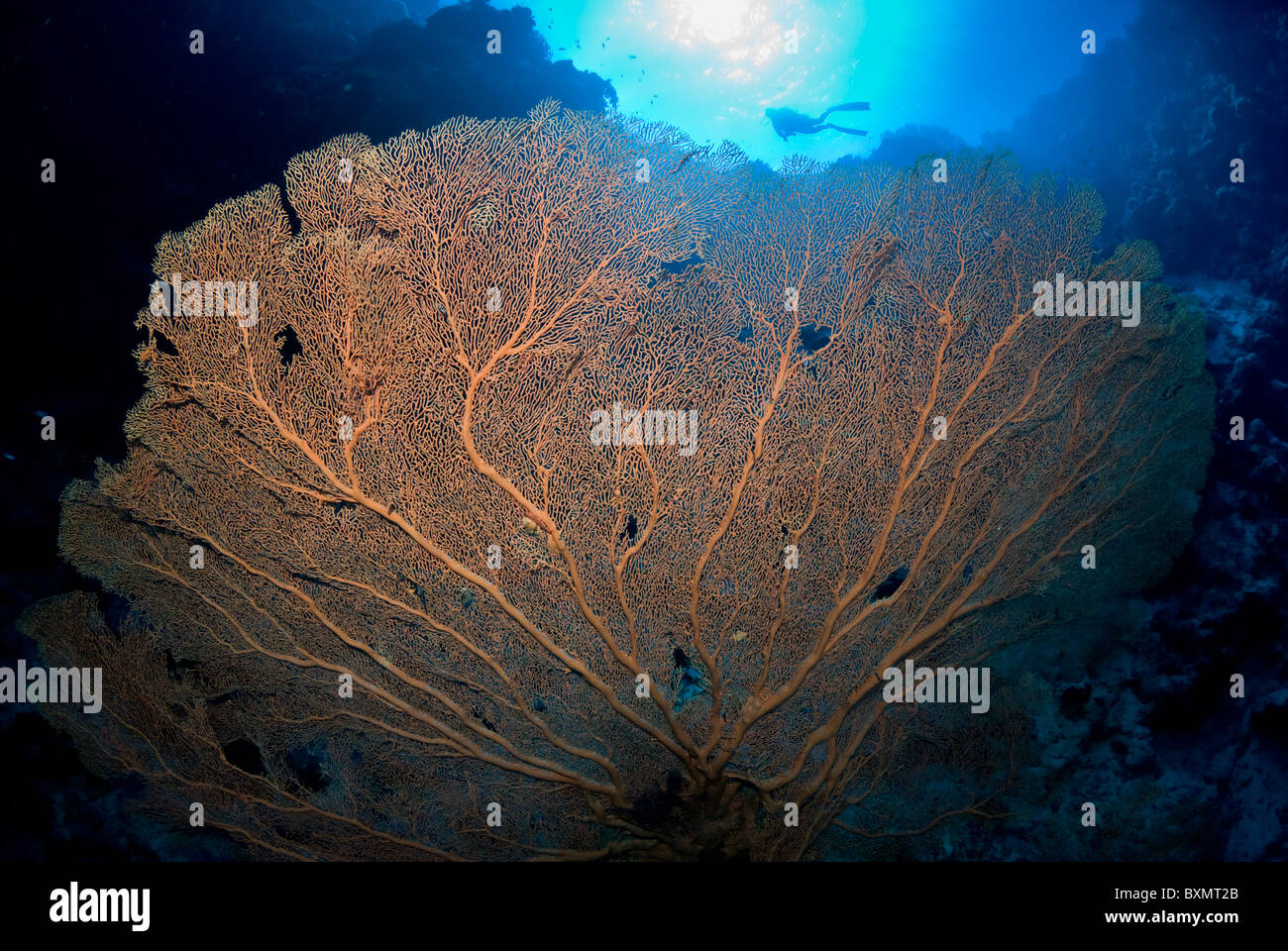 Plongeur et fan de la mer rouge Banque de photographies et d’images à ...