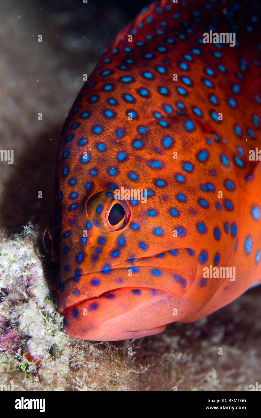 Les mérous, Marsa Alam, Egypte, Mer Rouge, Océan Indien Photo Stock - Alamy
