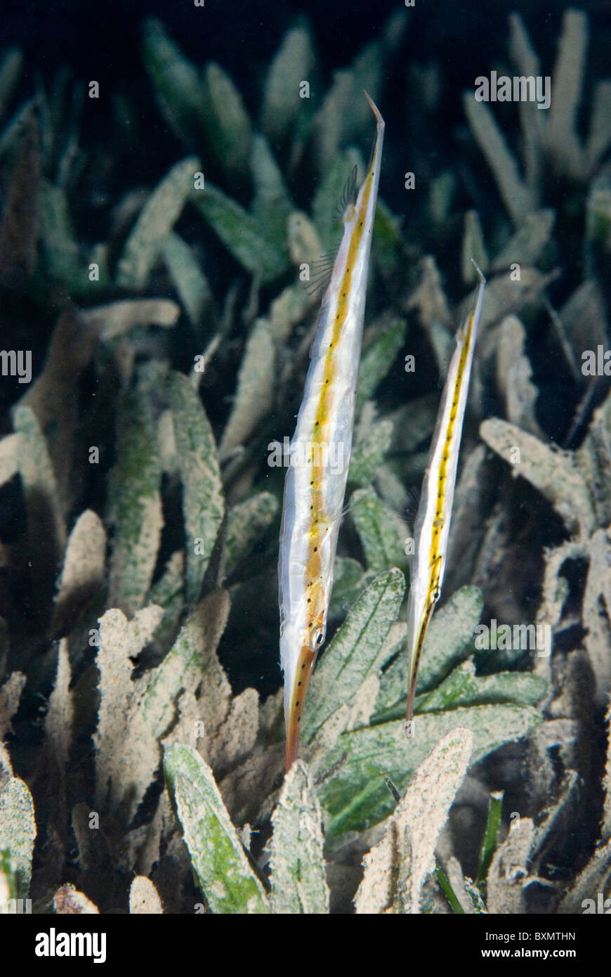 Poisson crevettes, Marsa Alam, Egypte, Mer Rouge, Océan Indien Photo ...