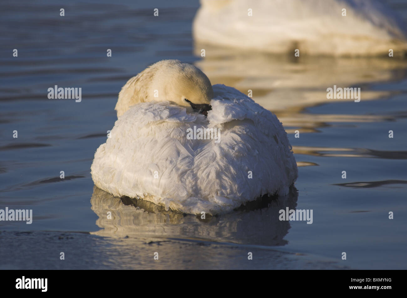 Cygnus olor endormi Banque de photographies et d’images à haute résolution - Alamy