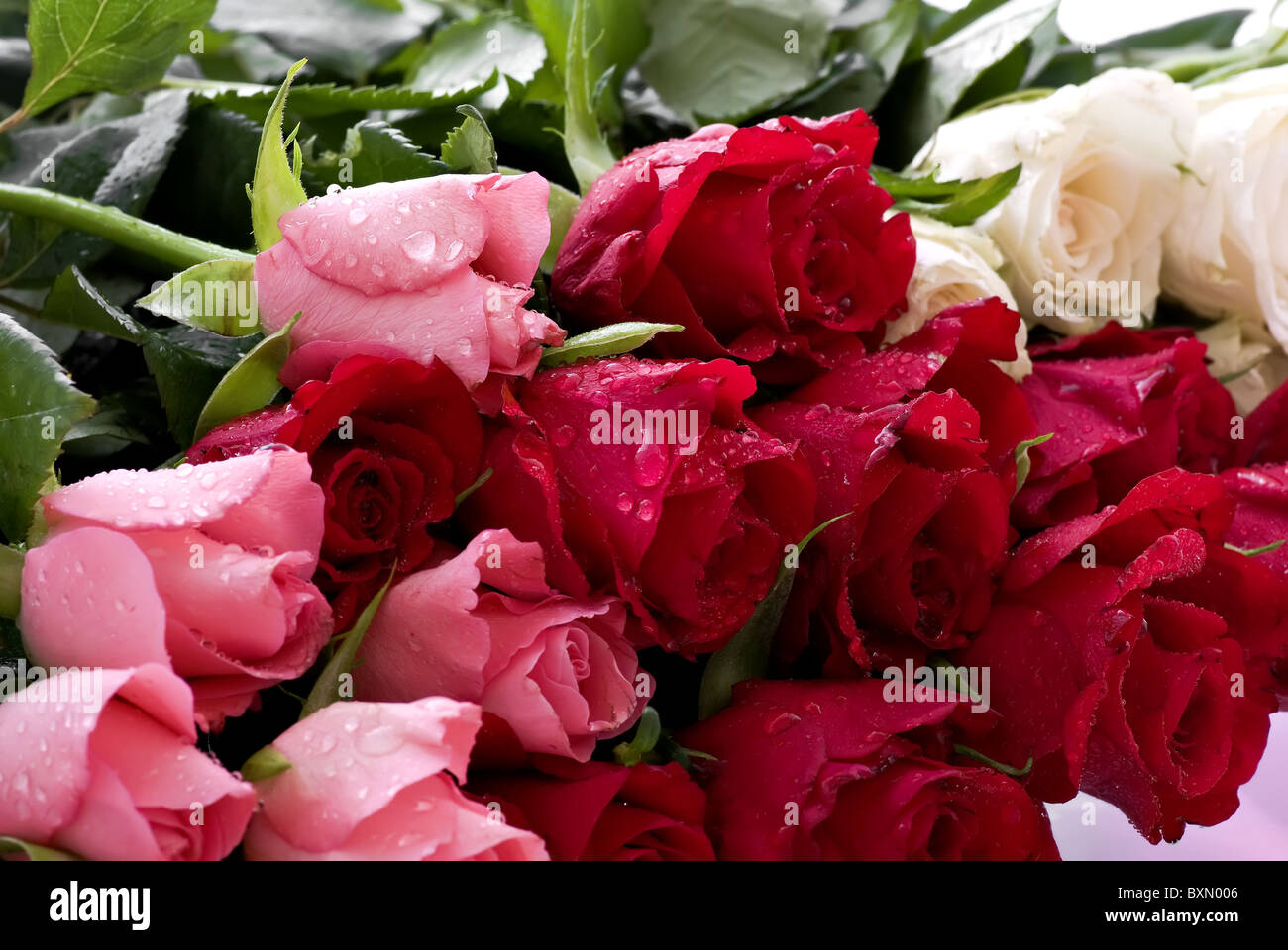 épine de roses Banque de photographies et d’images à haute résolution ...