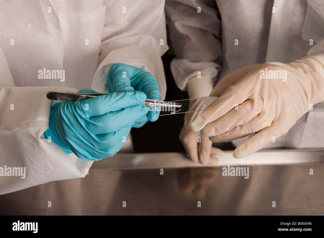 L'autopsie au laboratoire de diagnostic de l'Université du Maine Photo ...
