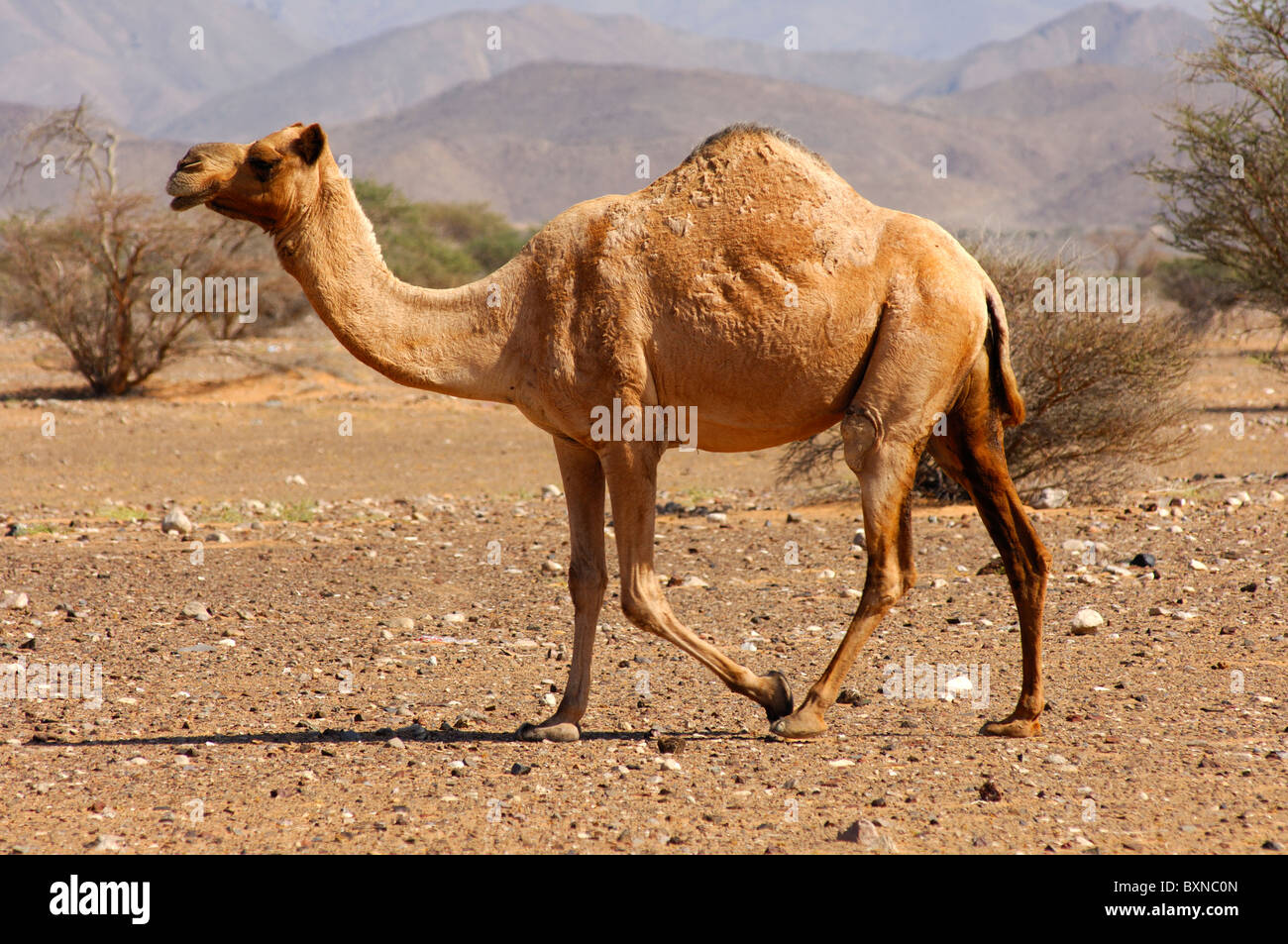 Semi-sauvages Dromadaire (Camelus dromedarius) ou chameau d'Arabie ... Semi-sauvages Dromadaire (Camelus dromedarius) ou chameau d'Arabie ...