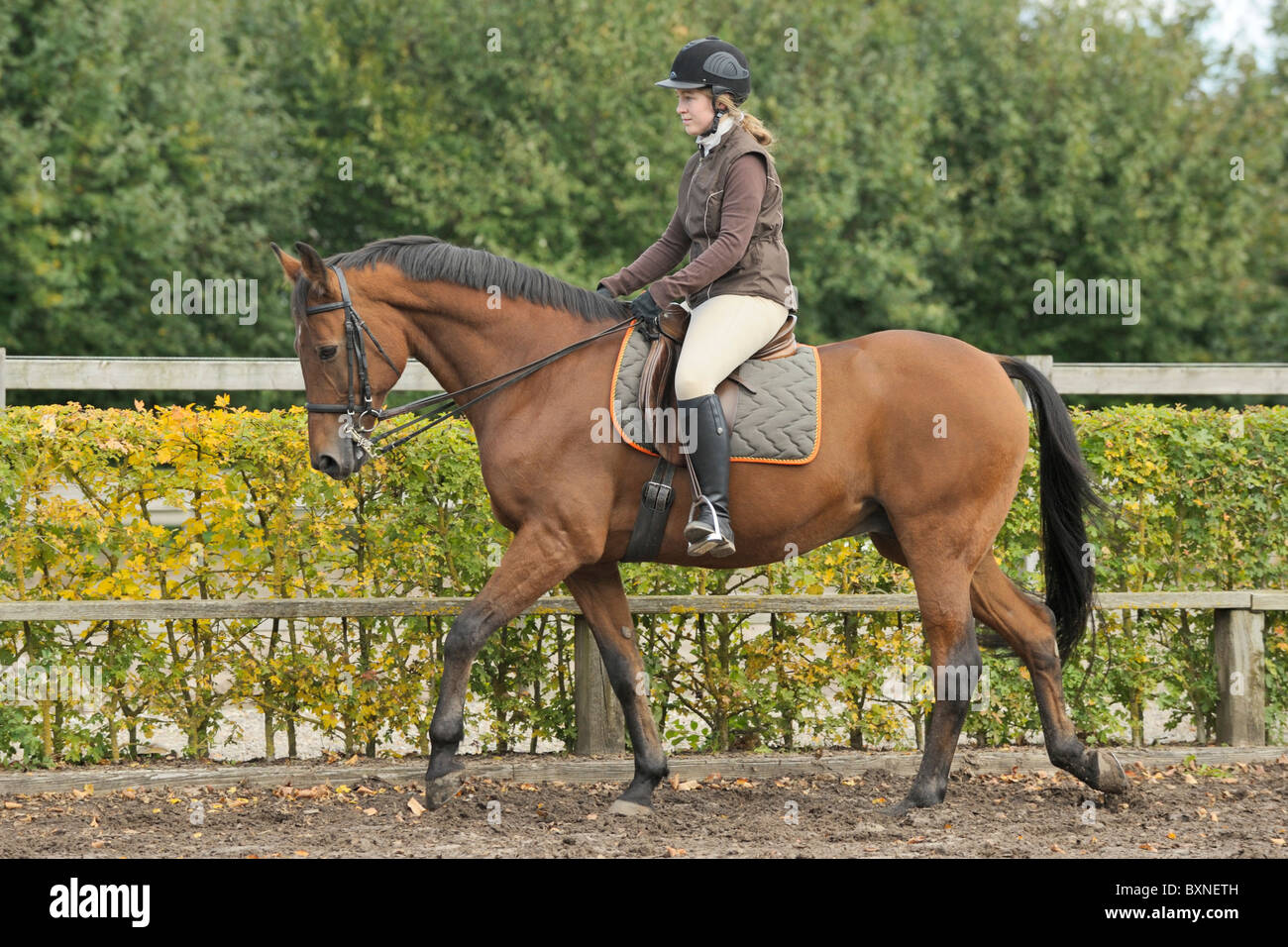 American Standardbred Horse, cheval de dressage à pied Photo Stock - Alamy