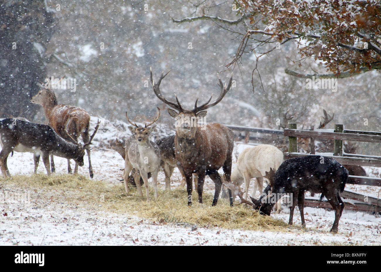 Cerf rouge albinos Banque de photographies et d’images à haute ...