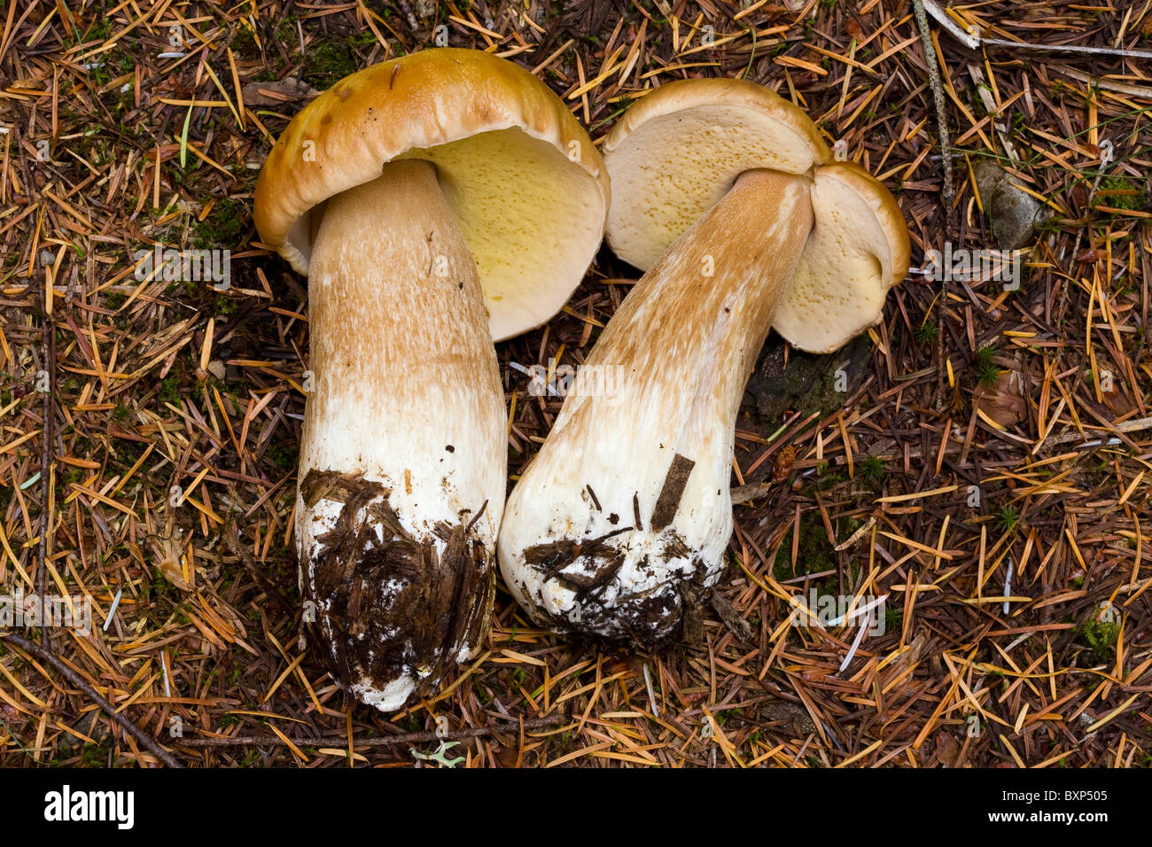 Bolets comestibles Banque de photographies et d’images à haute résolution - Alamy
