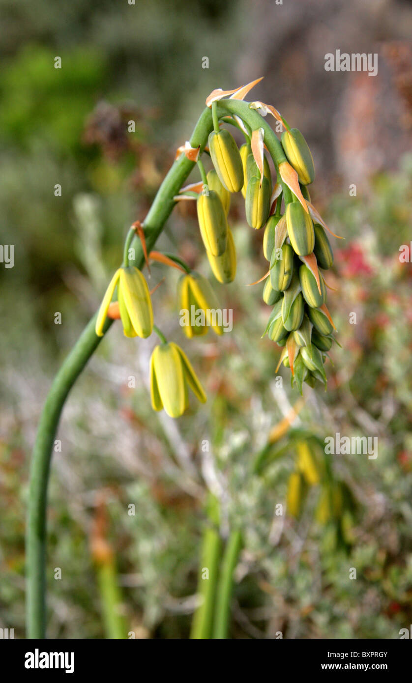 Lily Slime, Albuca fragrans, Hyacinthaceae, syn. Ornithogalum aurata ...