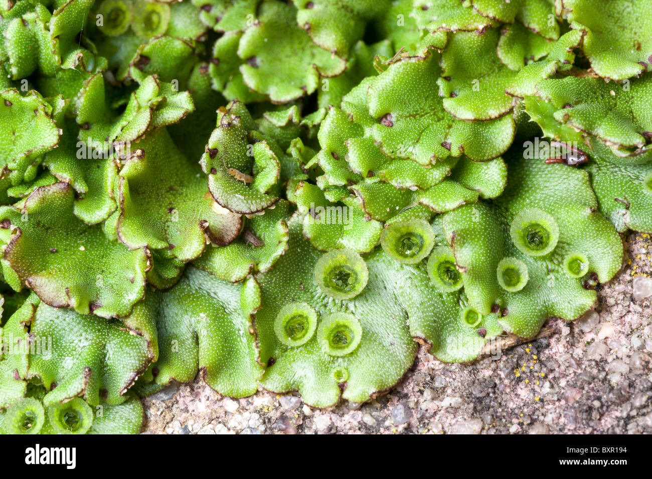 L'hépatique Marchantiophyta / hépatiques Photo Stock - Alamy