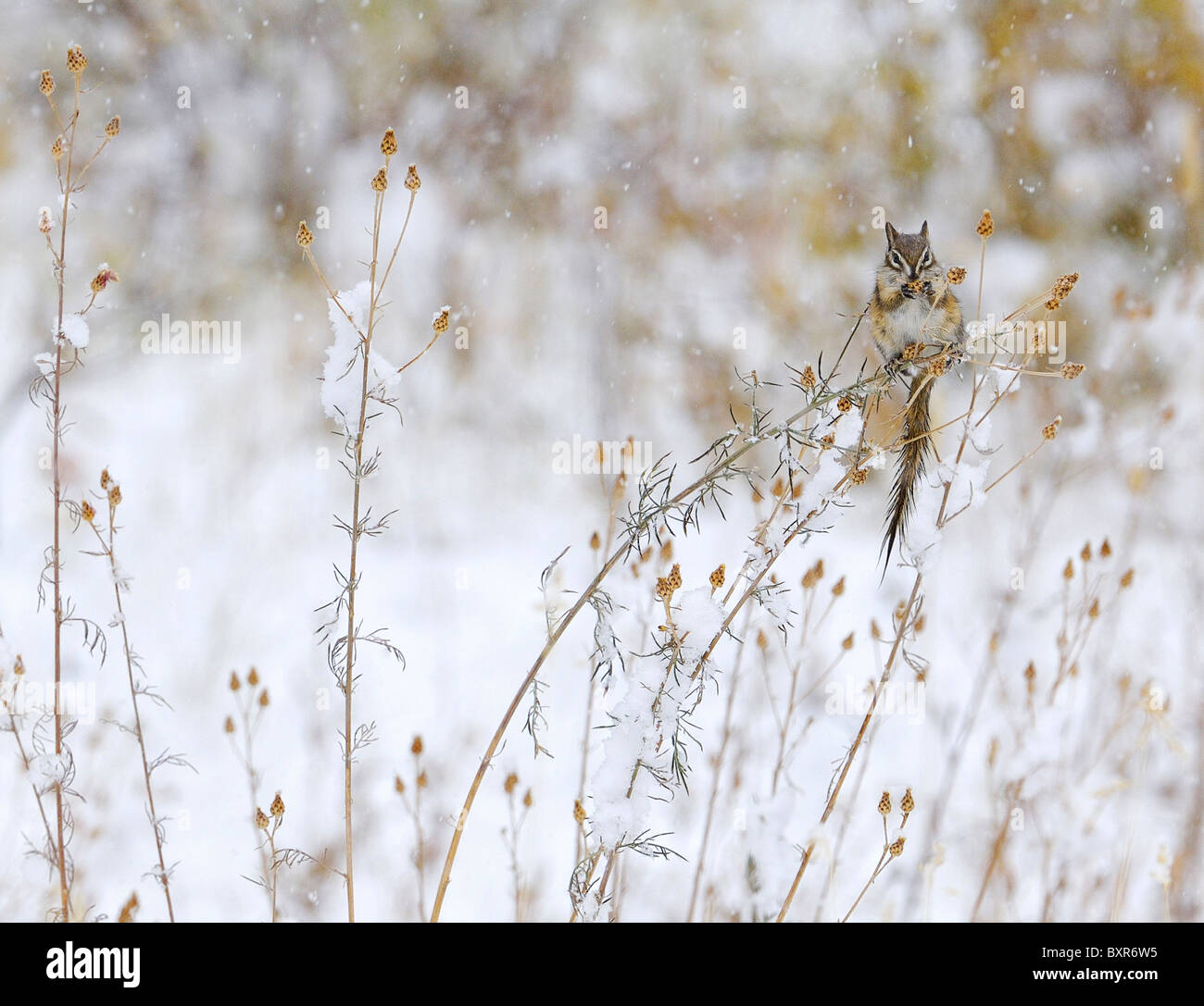 Alimentation Le tamia mineur Photo Stock - Alamy