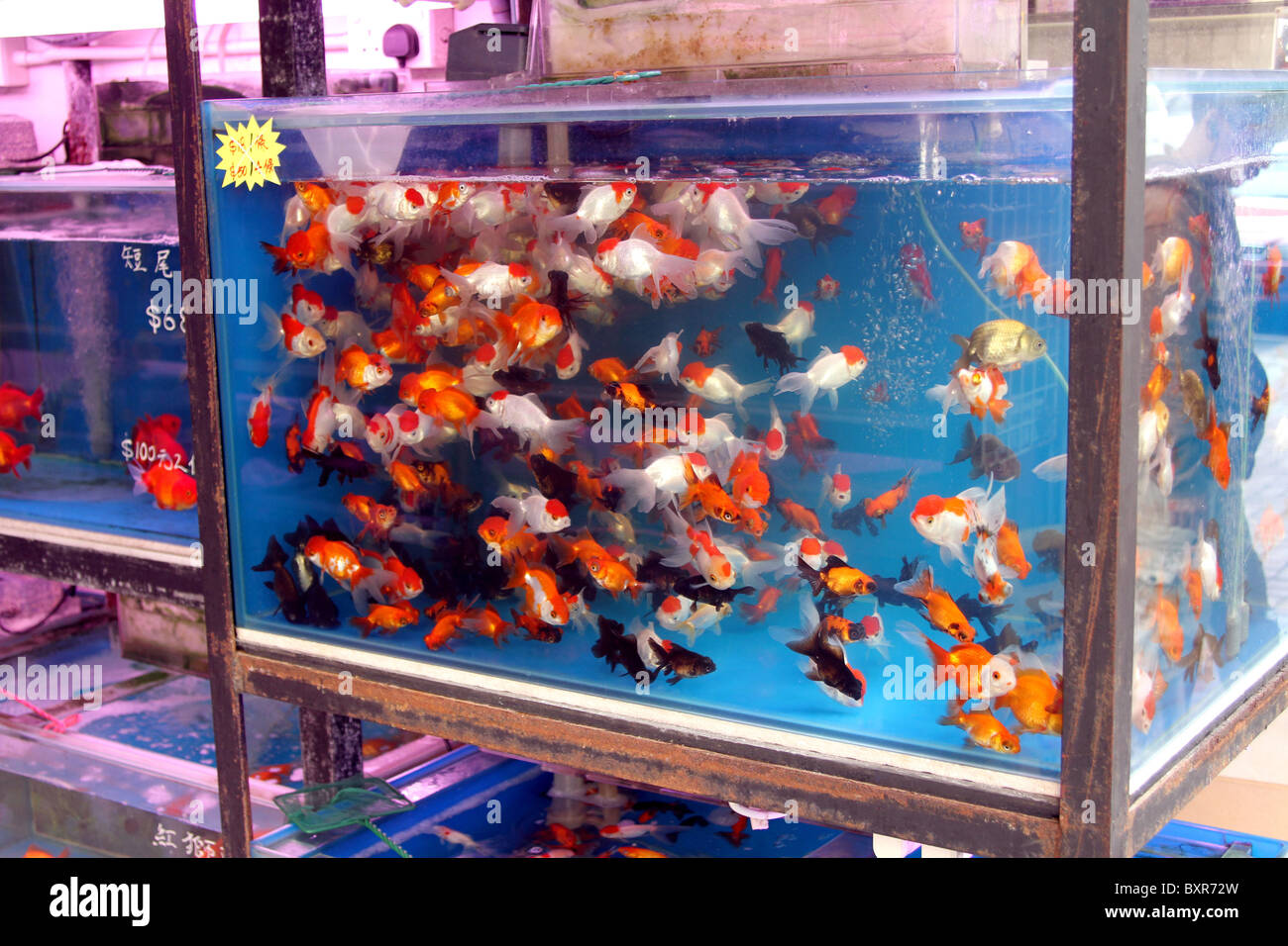 Magasin de vente d'animaux de l'Aquarium poissons rouges dans des sacs ...