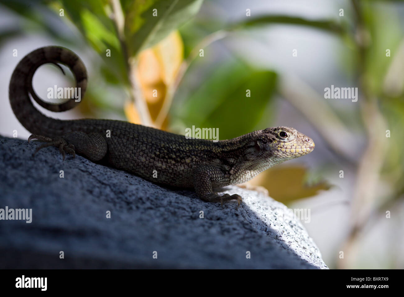 Gecko mignon Banque de photographies et d’images à haute résolution - Alamy