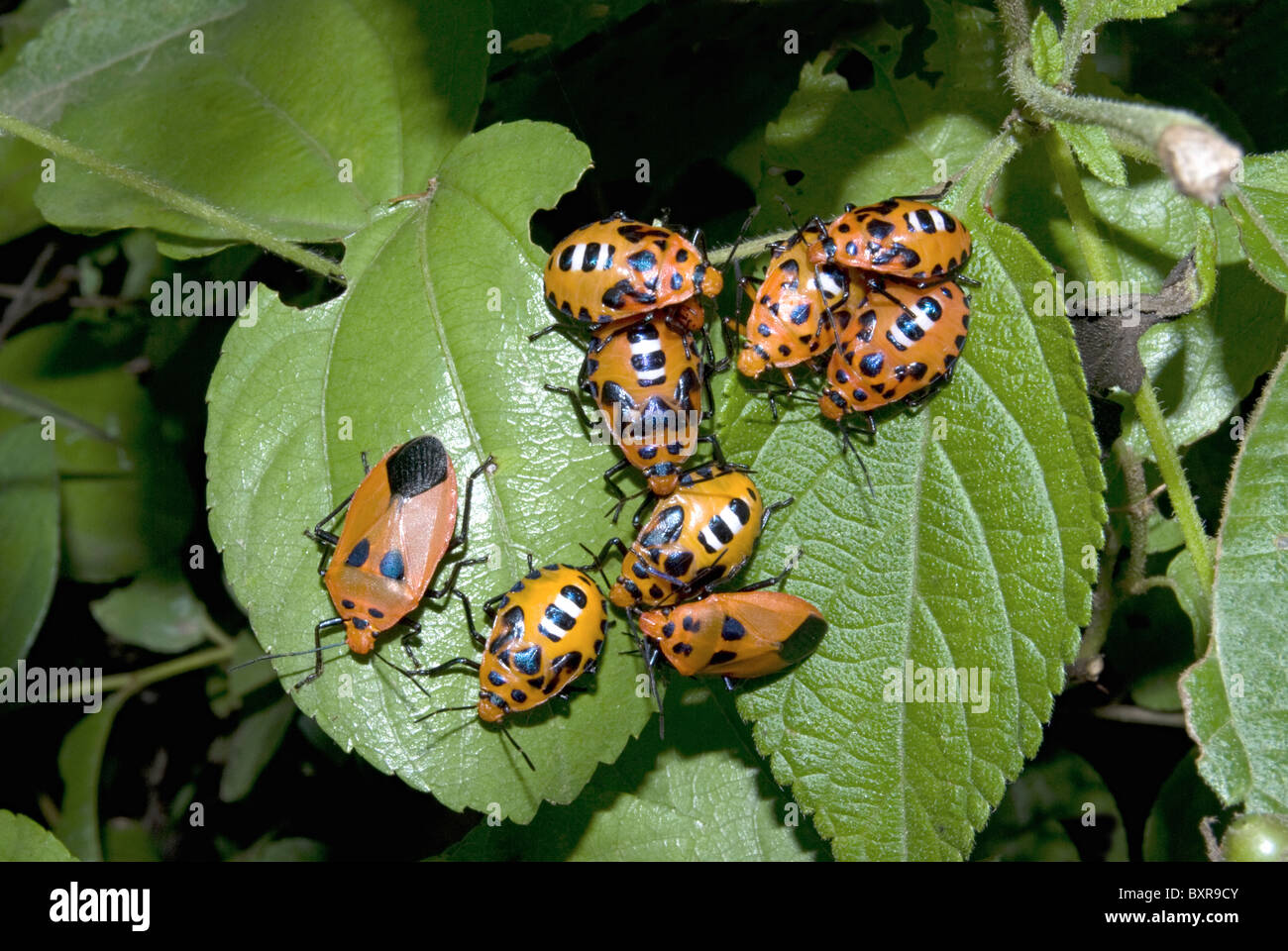 Hitler bug Banque de photographies et d’images à haute résolution - Alamy