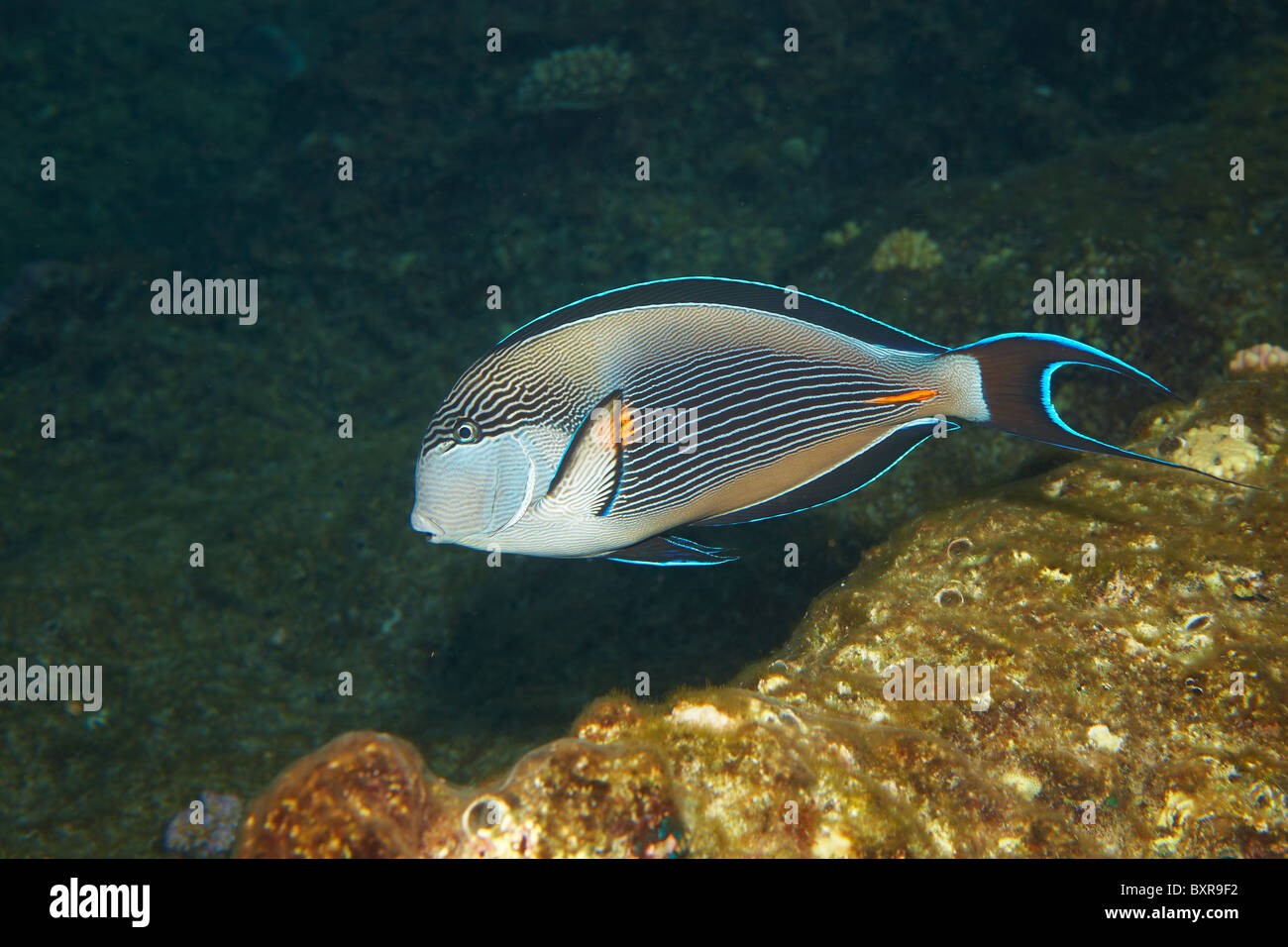 Chirurgien de coraux et de poissons en mer rouge, egypte Banque de ...