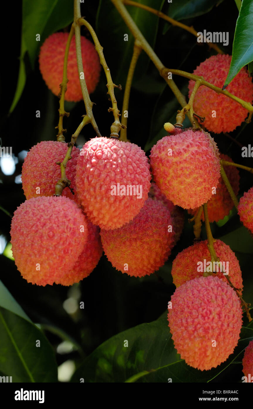 Grappe de letchis sur arbre, La Reunion Photo Stock - Alamy