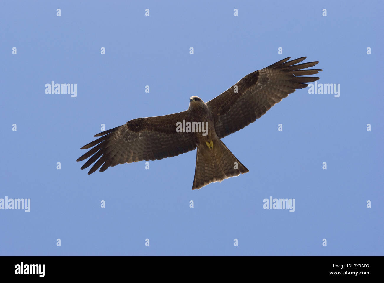 Milan noir, nom scientifique de l'espèce : Milvus migrans Photo Stock ...