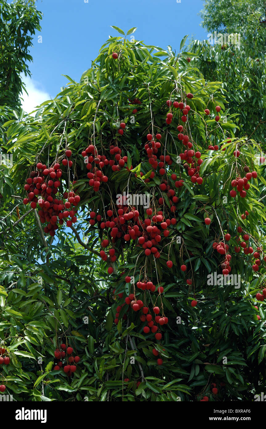 Grappe de letchis sur arbre, La Reunion Photo Stock - Alamy