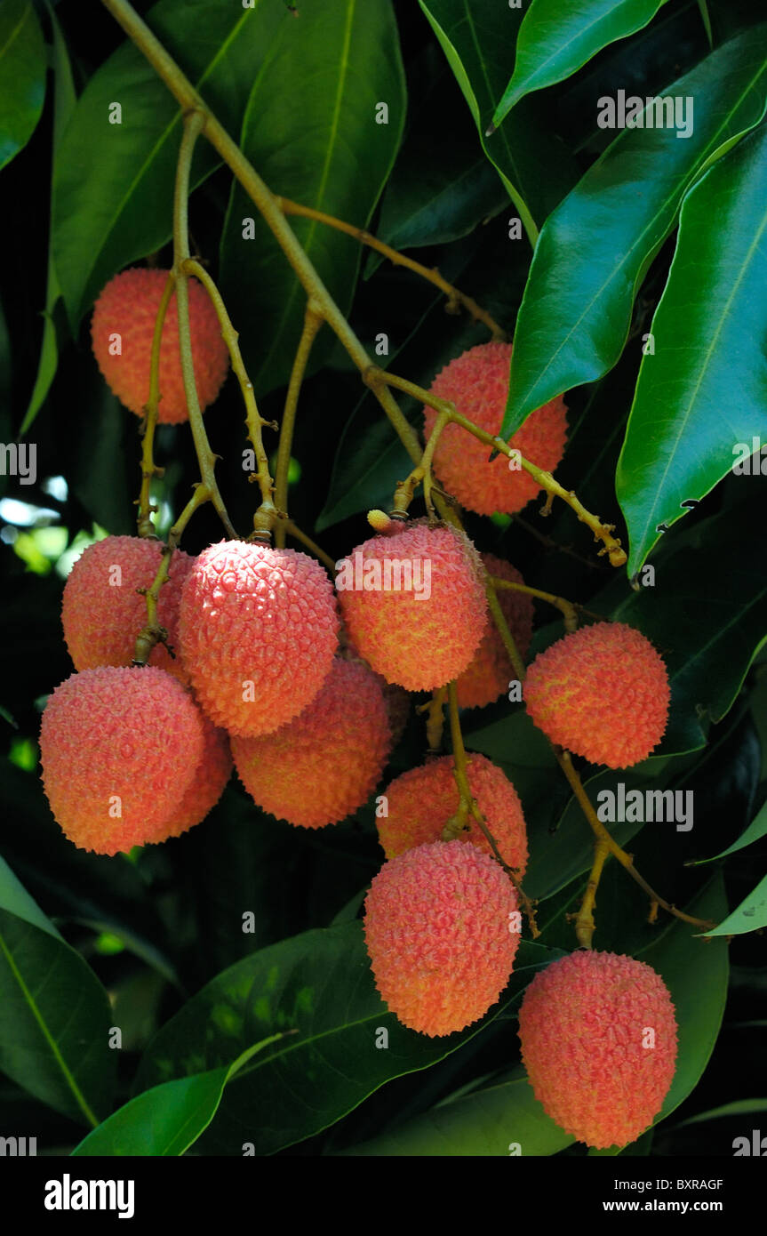 Grappe de letchis sur arbre, La Reunion Photo Stock - Alamy