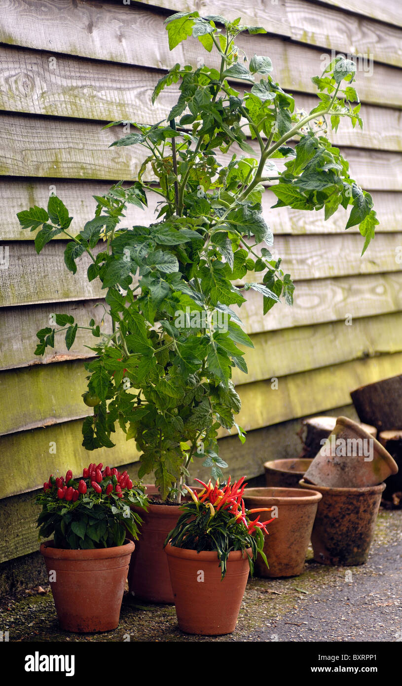 Tomate Piment Banque d'image et photos - Alamy